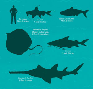 The Greatest Giant-Sized Fish Stories - Carnegie Magazine