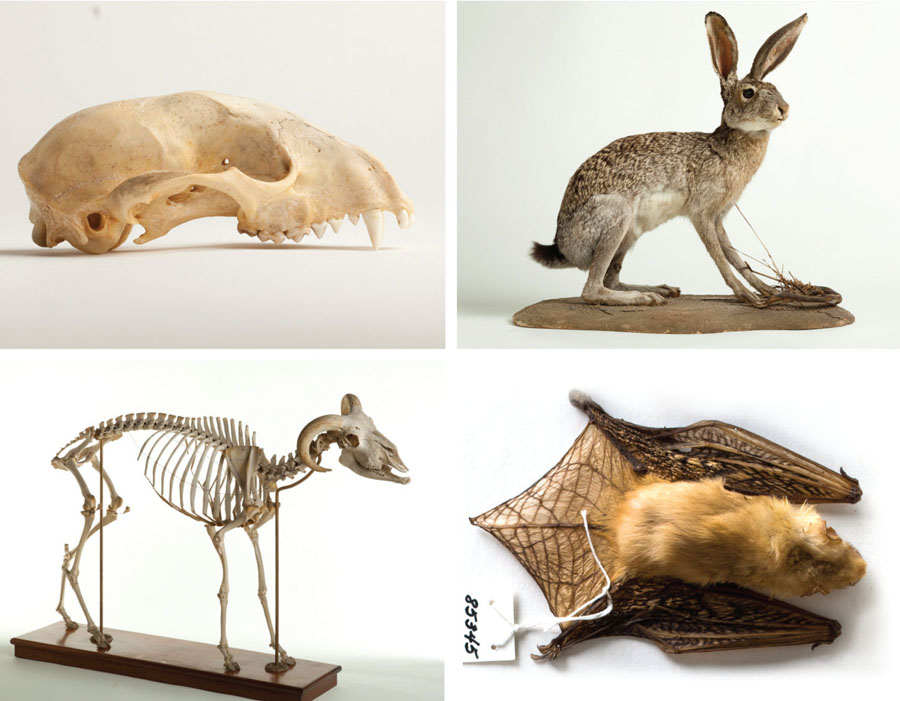 To Preserve and Protect - Carnegie Magazine